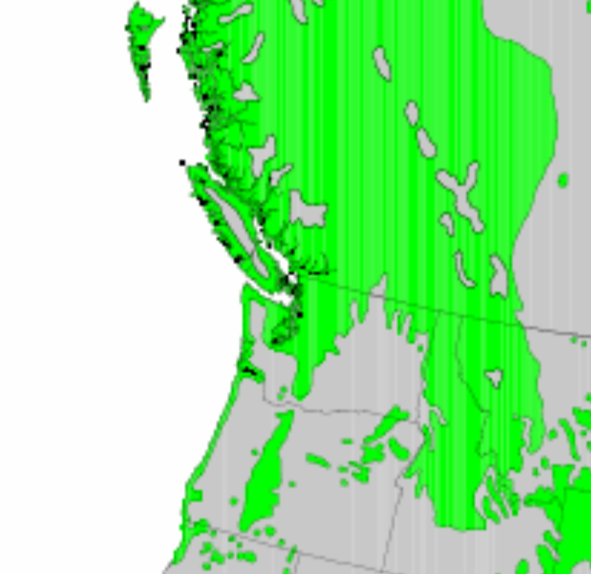 The Shore Pine: A Coastal Marvel of Pacific County, WA – Surfside ...