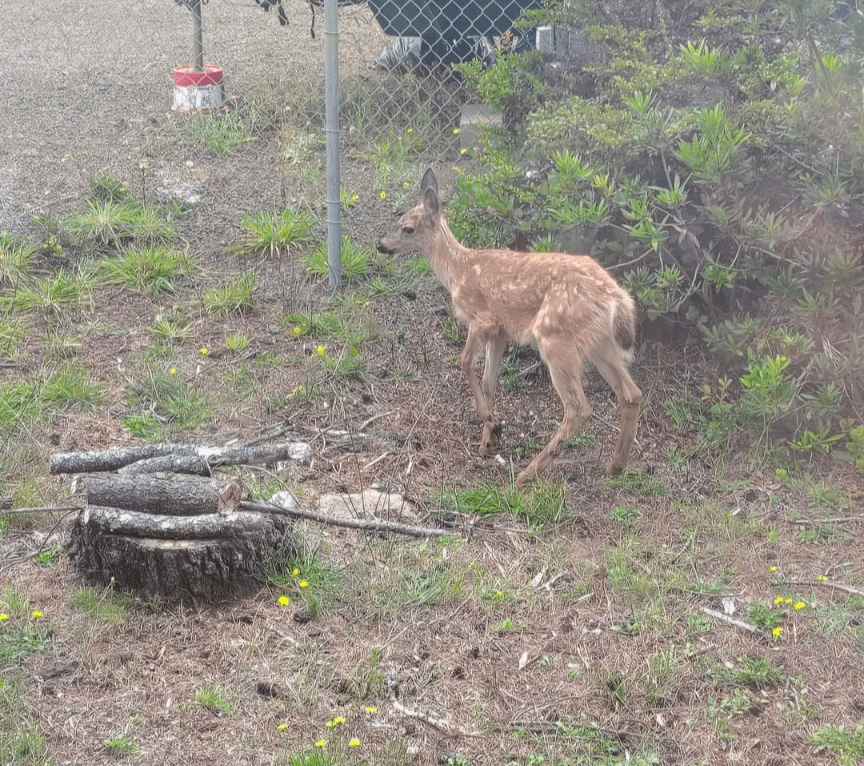 Triskele the Three-Legged Deer: An update on her adventures. – Surfside ...