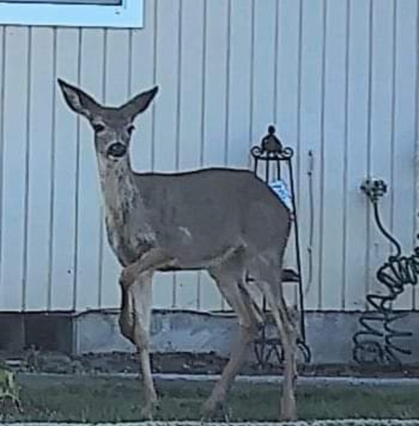 Triskele the Three-Legged Deer Spotted Again in Surfside – Surfside Washington News