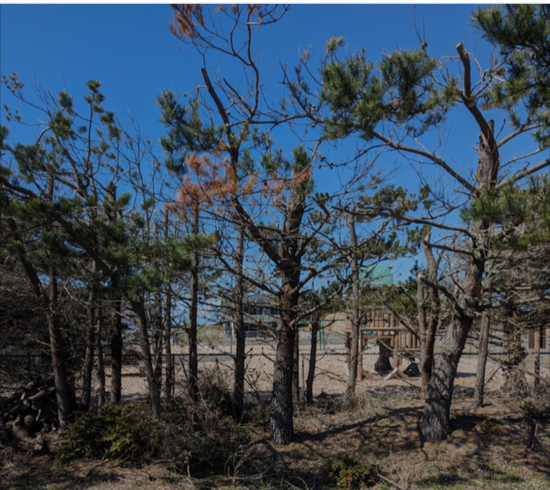 Evaluating the Impacts of cutting lower branches and Topping in Low ...