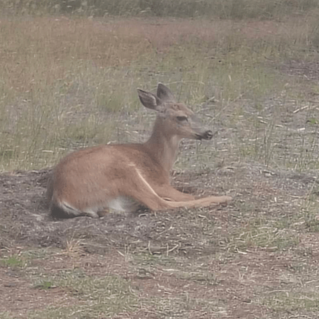 Triskele the Three-Legged Deer and Candace Carteen: Beacons of Courage in Surfside, WA ...